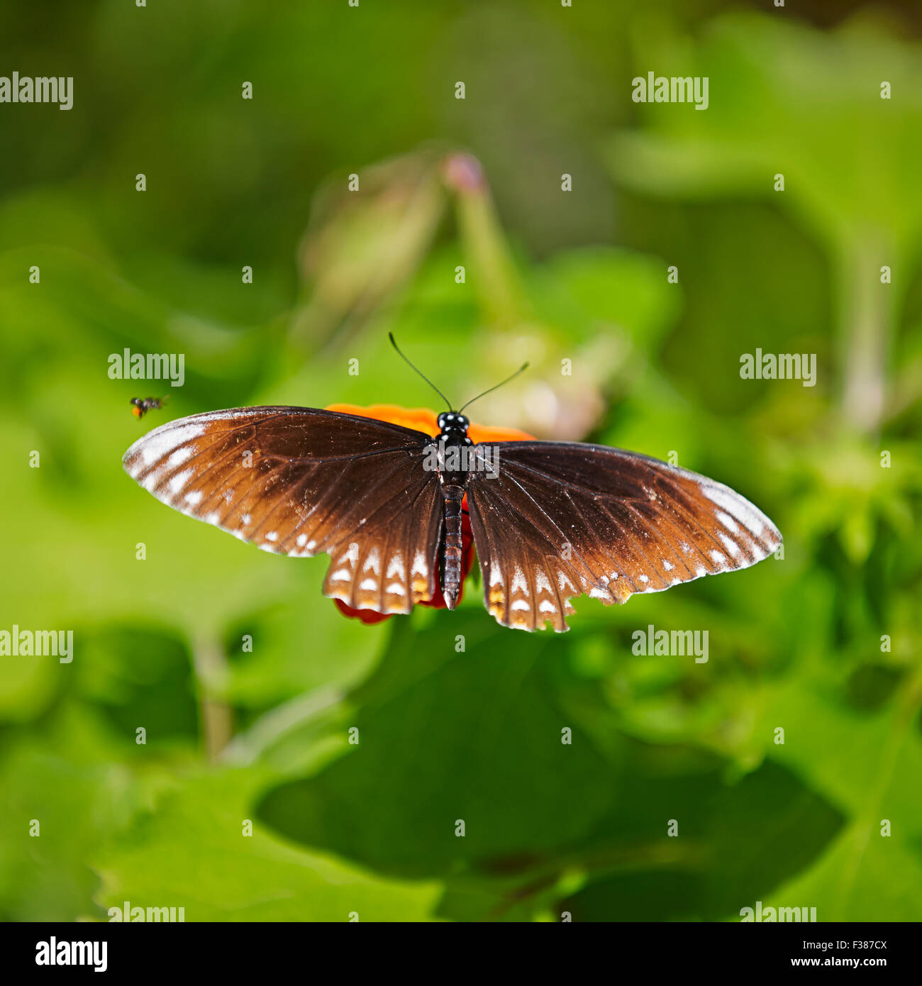 Asian butterfly species hi-res stock photography and images - Alamy
