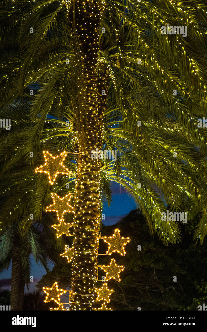 Christmas Palm Tree Miami Florida