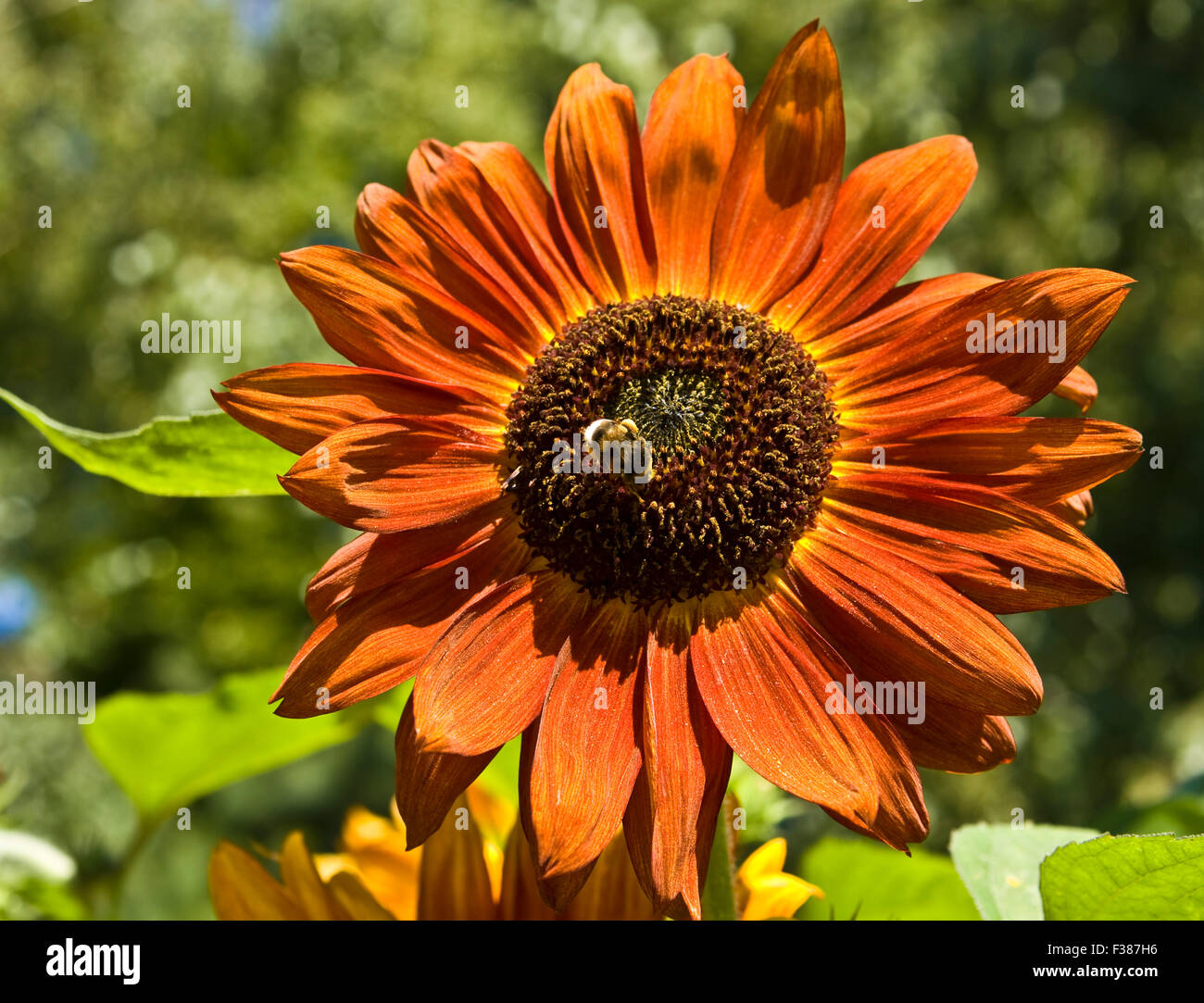 Big orange sunflower with insect beer Stock Photo - Alamy