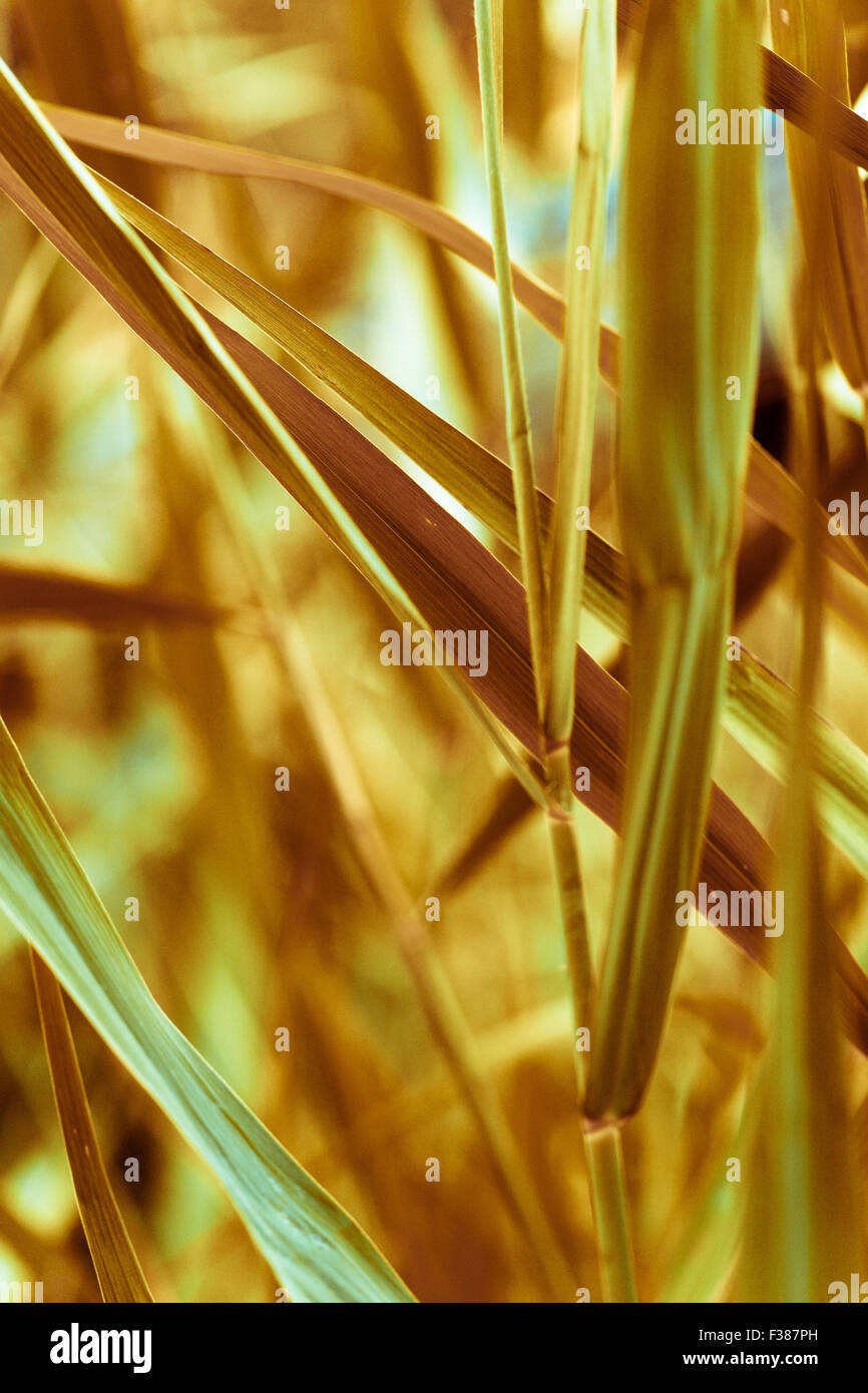 Stalks of flowers hi-res stock photography and images - Alamy