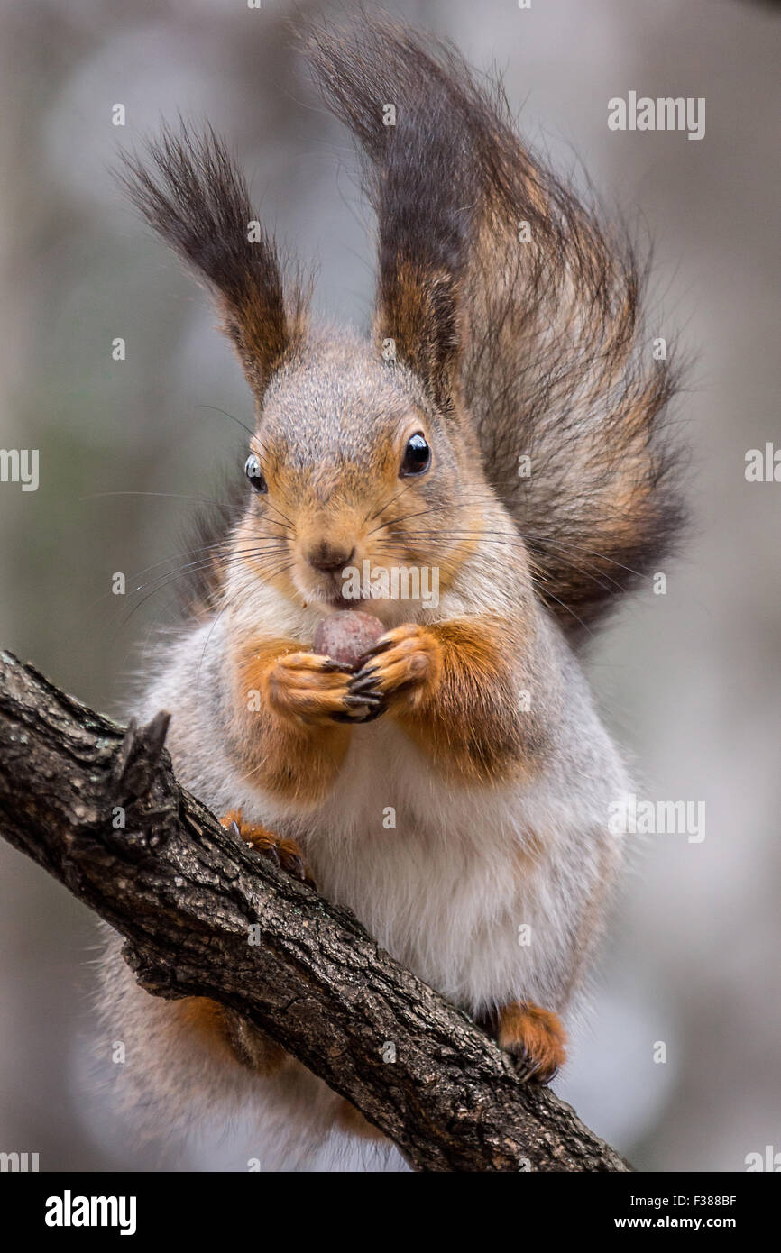 The photograph shows a squirrel Stock Photo - Alamy