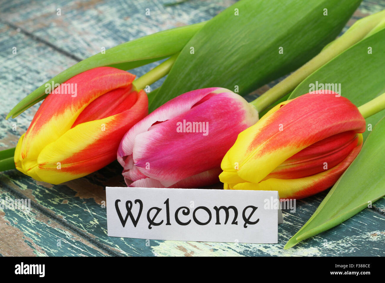 Welcome card with colorful tulips on rustic surface Stock Photo - Alamy