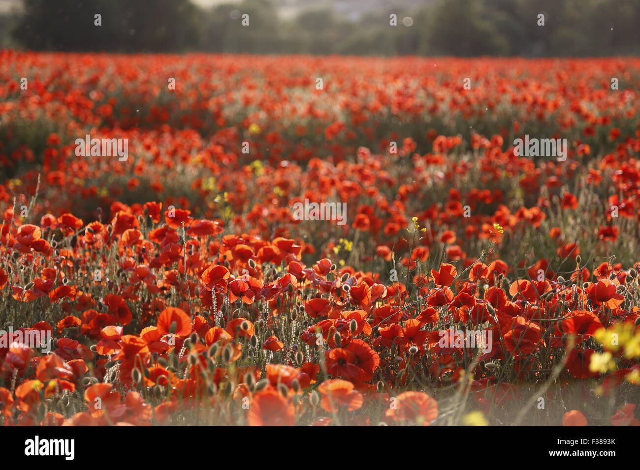 A field of poppies Stock Photo - Alamy