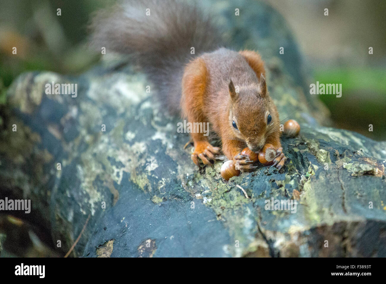 Red squirrel and nuts hi-res stock photography and images - Alamy