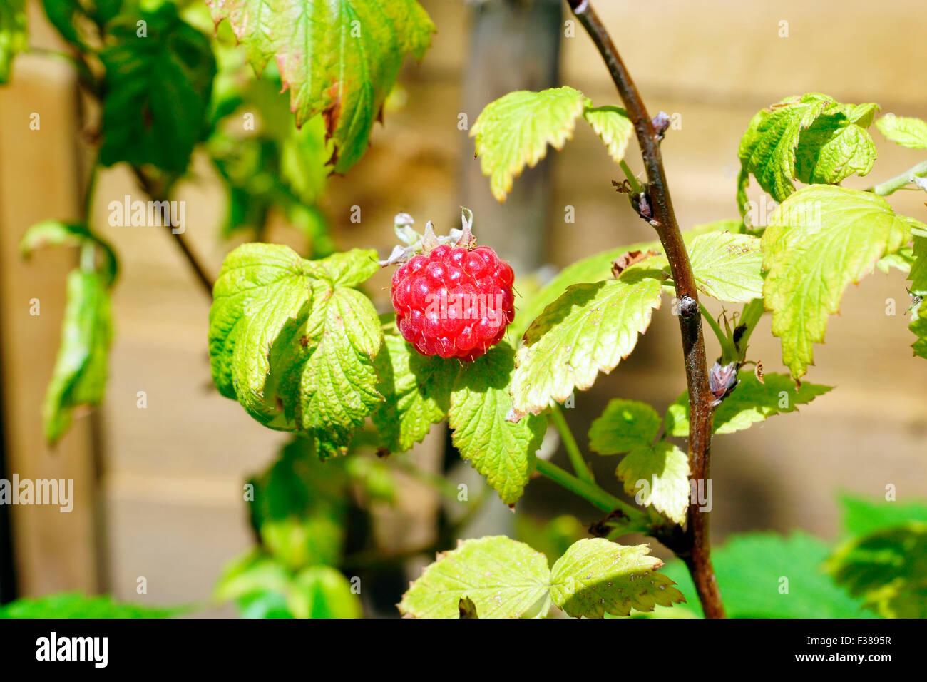 Ripest hi-res stock photography and images - Alamy