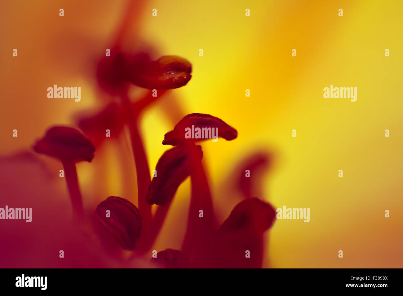 Close up of flowers - depth of field Stock Photo - Alamy