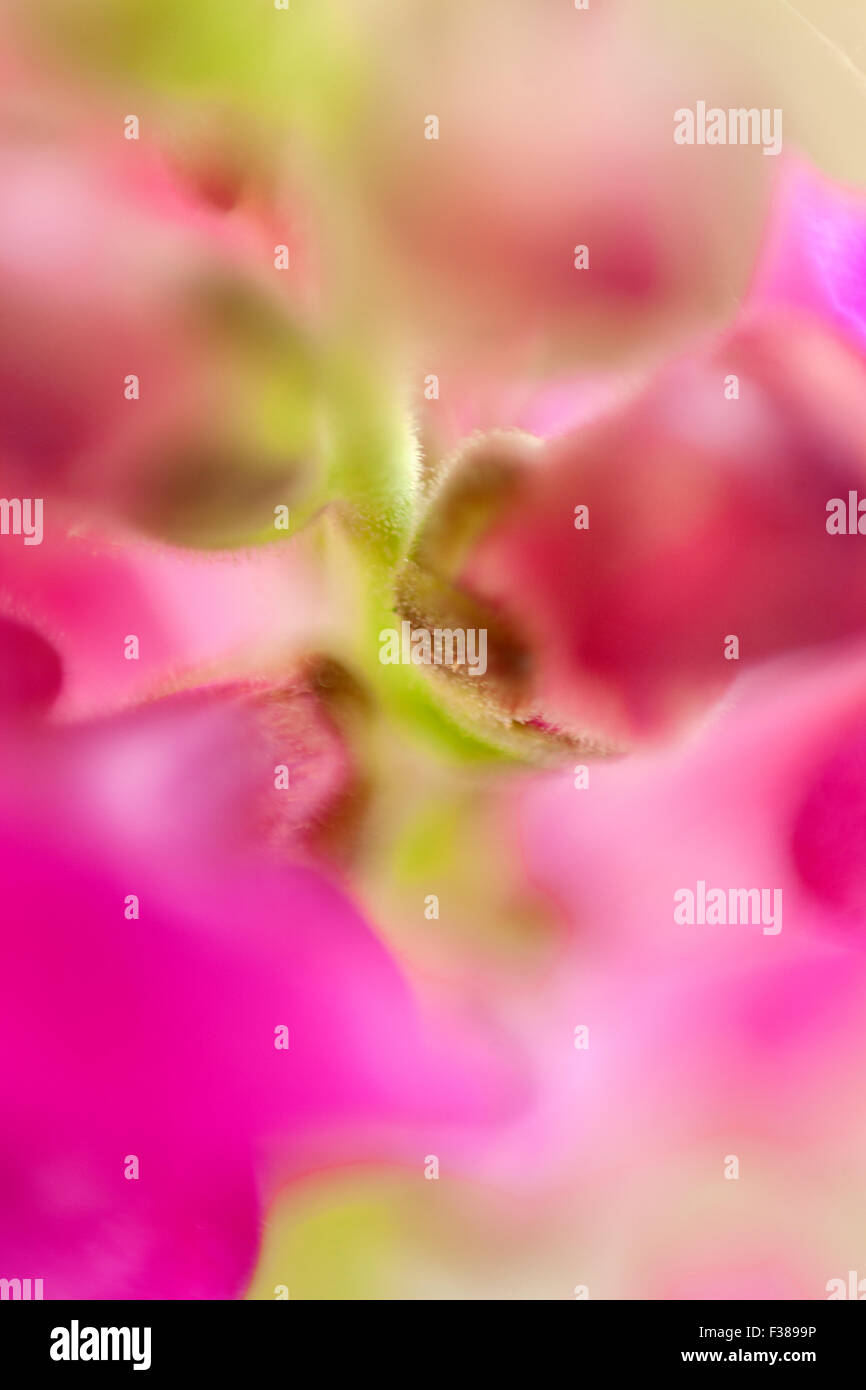 Close up of flowers - depth of field Stock Photo - Alamy