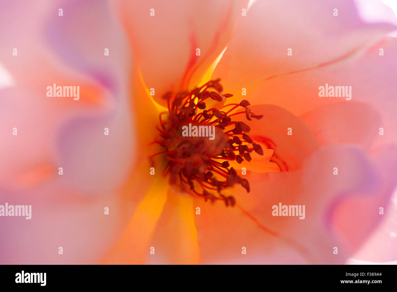 Close up of flowers - depth of field Stock Photo - Alamy