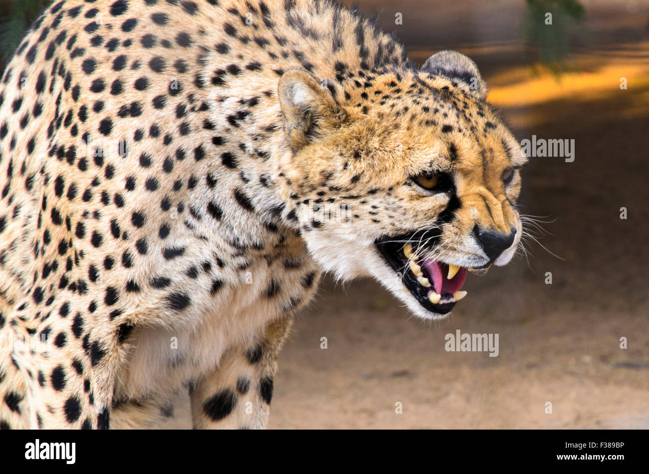 Captive cheetah at the Quiver Tree Forest outside Keetmanshoop, Namibia ...