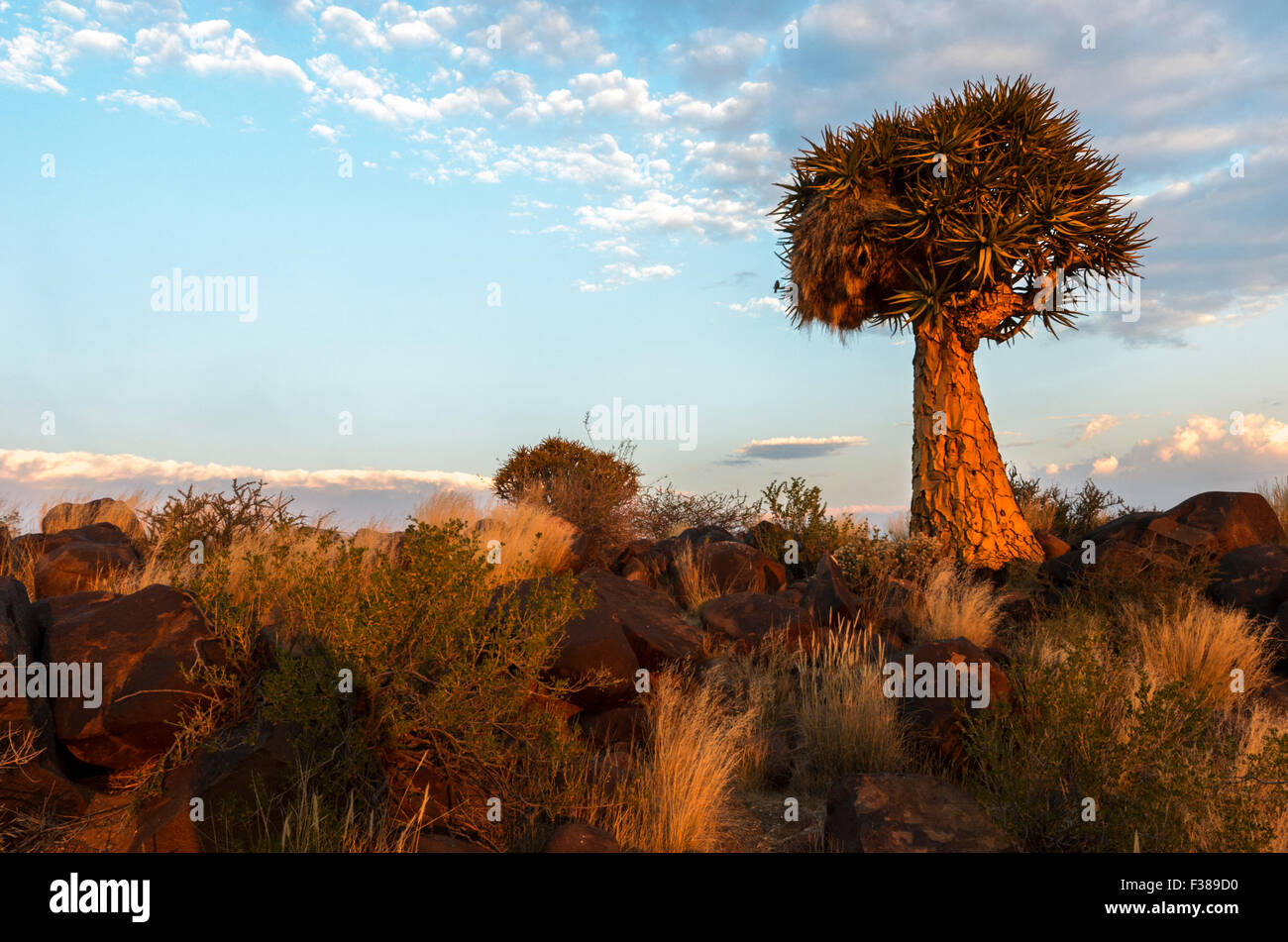 Quiver tree in the Quiver Tree Forest outside Keetmanshoop, Namibia ...