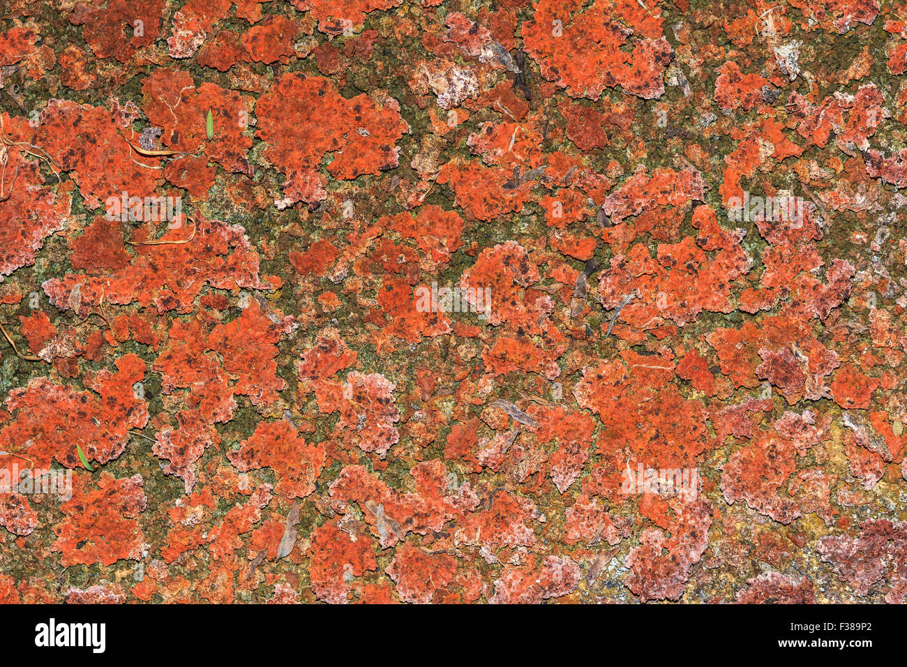 Lichen Texture Pattern Background on the Floor Stock Photo - Alamy