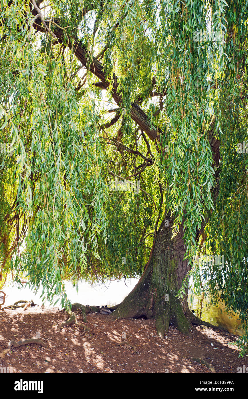 Willow images hi-res stock photography and images - Alamy
