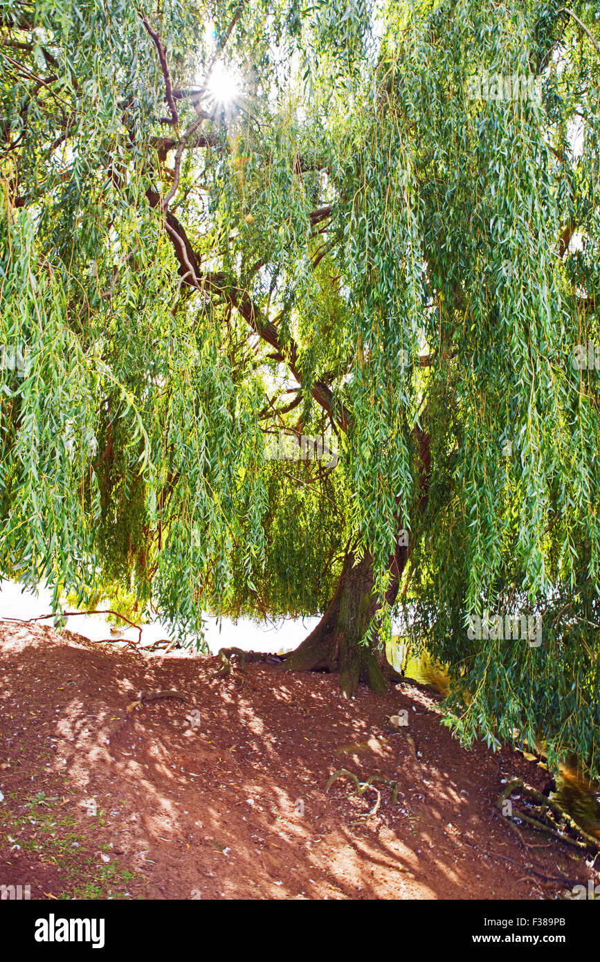 Backlit single willow tree Stock Photo - Alamy