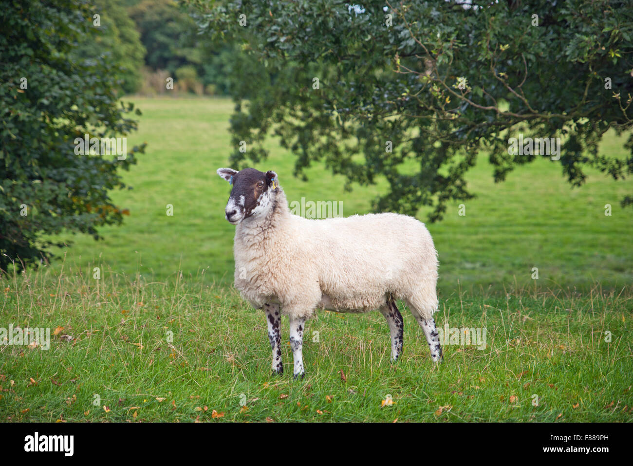 Single Sheep in field United Kingdom Stock Photo - Alamy