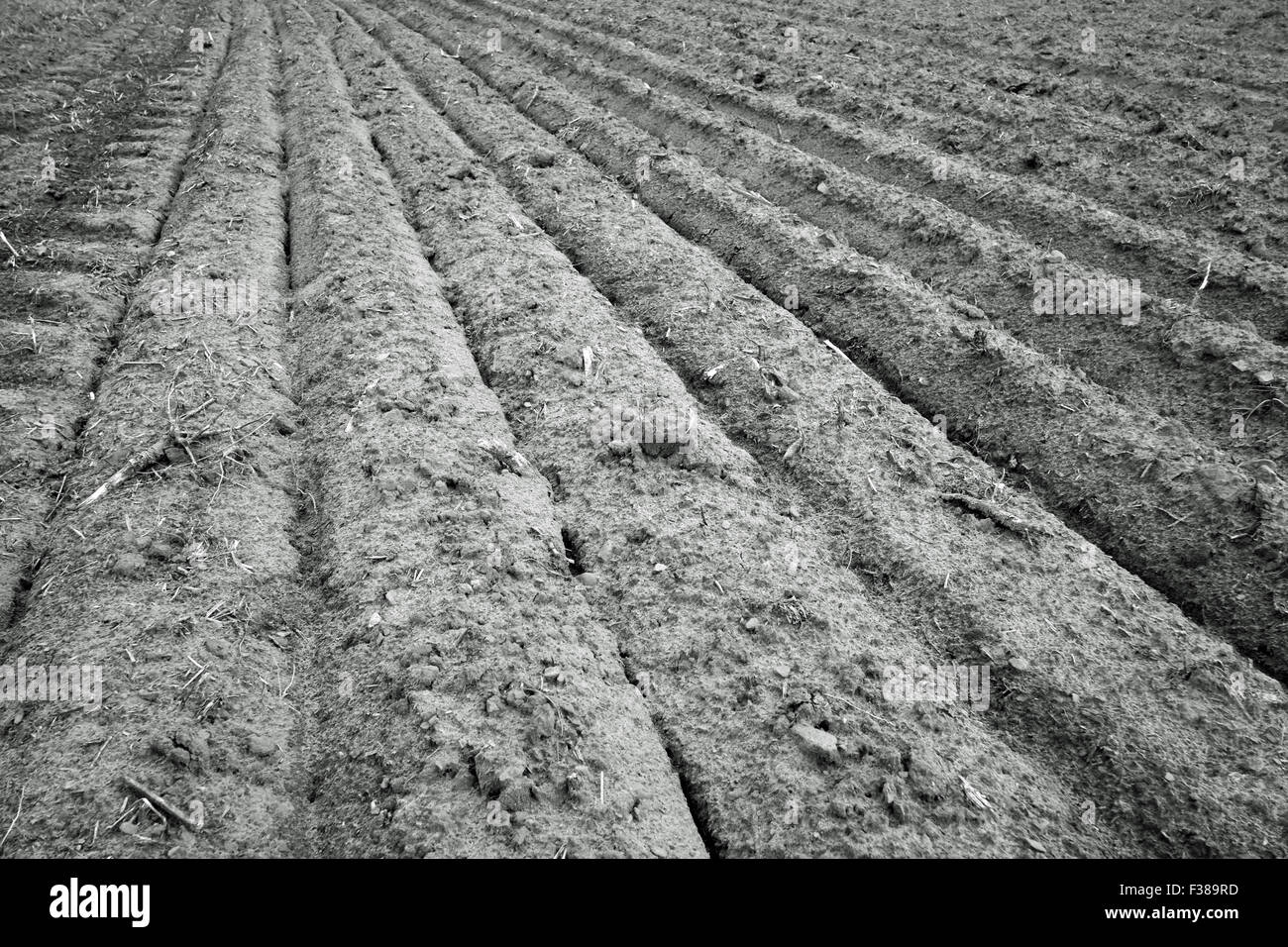 furrows in field United Kingdom Stock Photo - Alamy