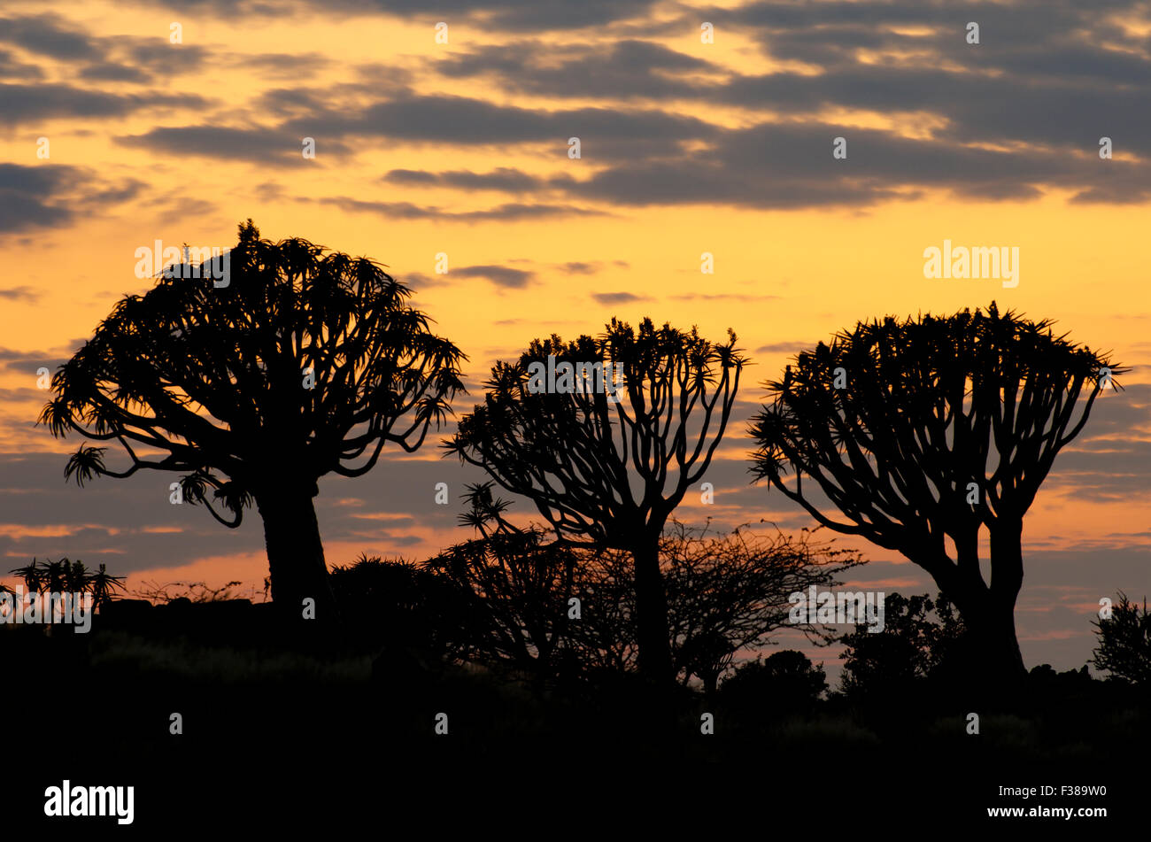 Sunset over the Quiver Tree Forest outside Keetmanshoop, Namibia Stock ...