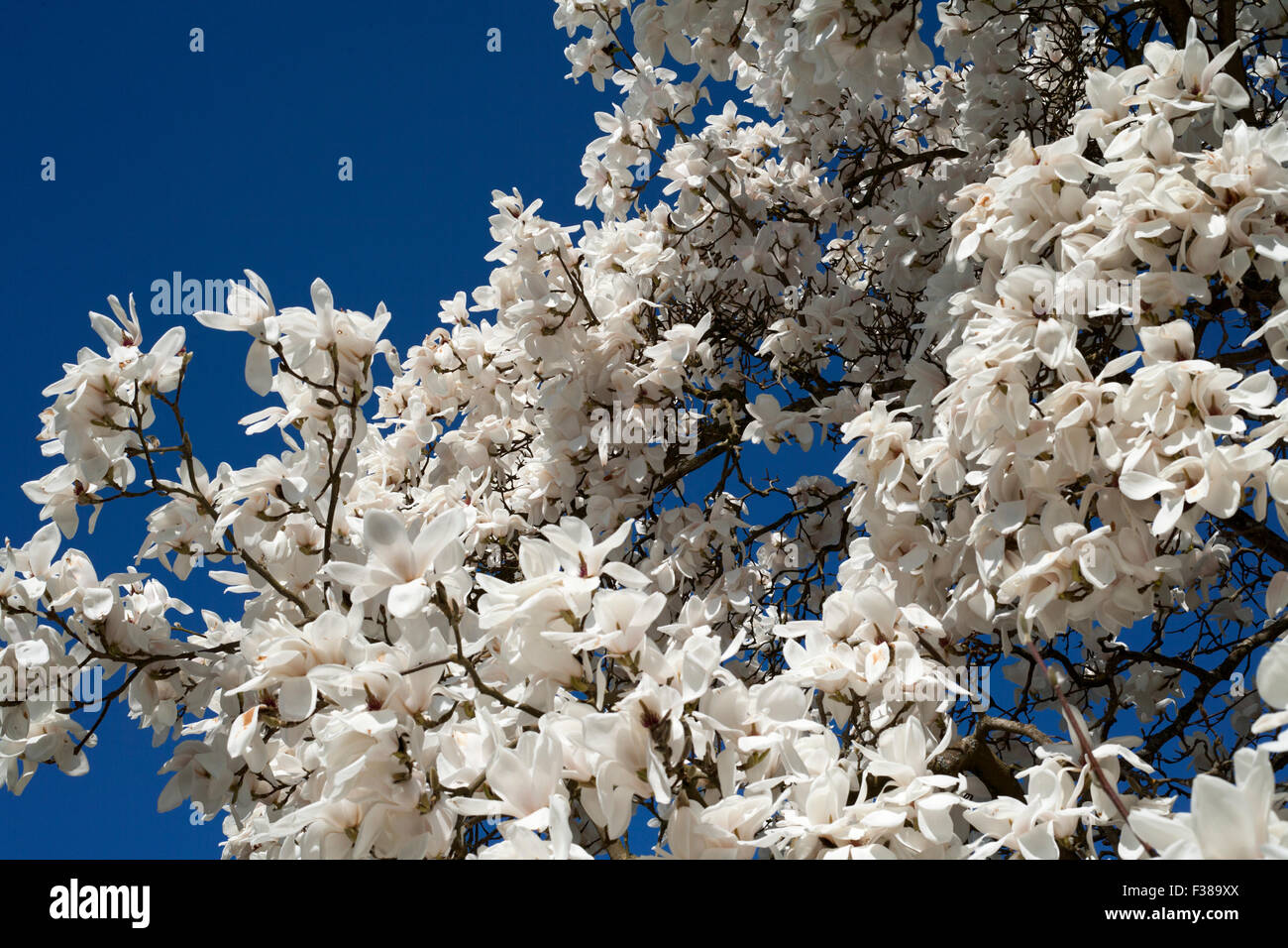 White magnolia tree in blossom Stock Photo - Alamy