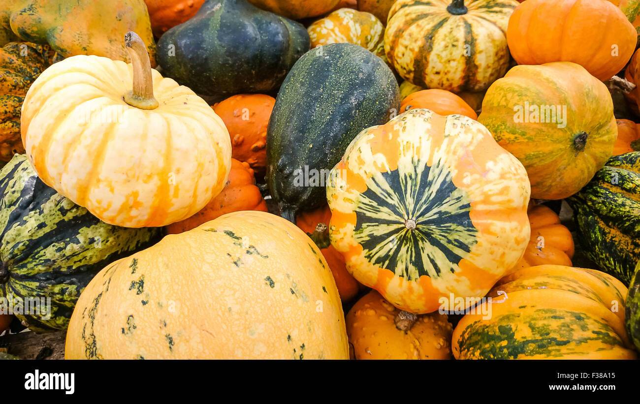 Colorful ornamental gourds as background, close up Stock Photo - Alamy