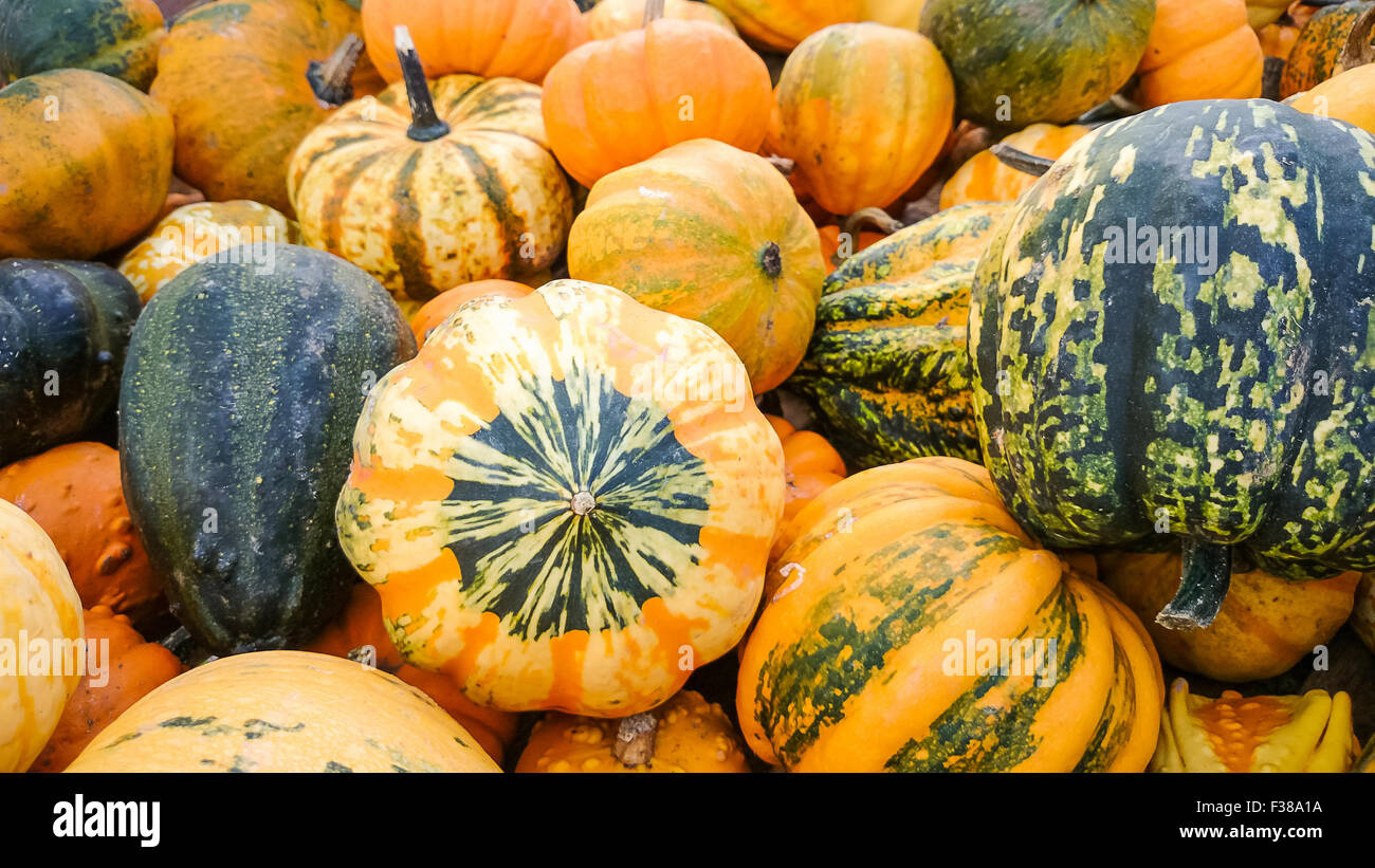 Colorful ornamental gourds as background, close up Stock Photo - Alamy
