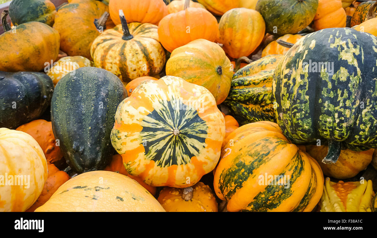 Colorful ornamental gourds as background, top view Stock Photo - Alamy