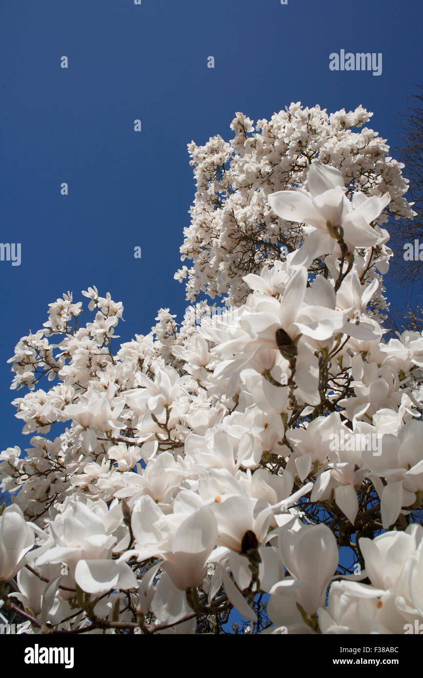 White magnolia tree hi-res stock photography and images - Alamy