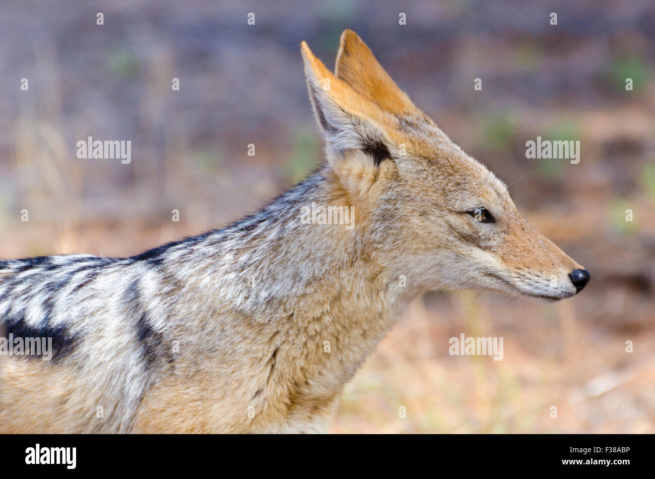 Black backed jackal in profile Stock Photo - Alamy