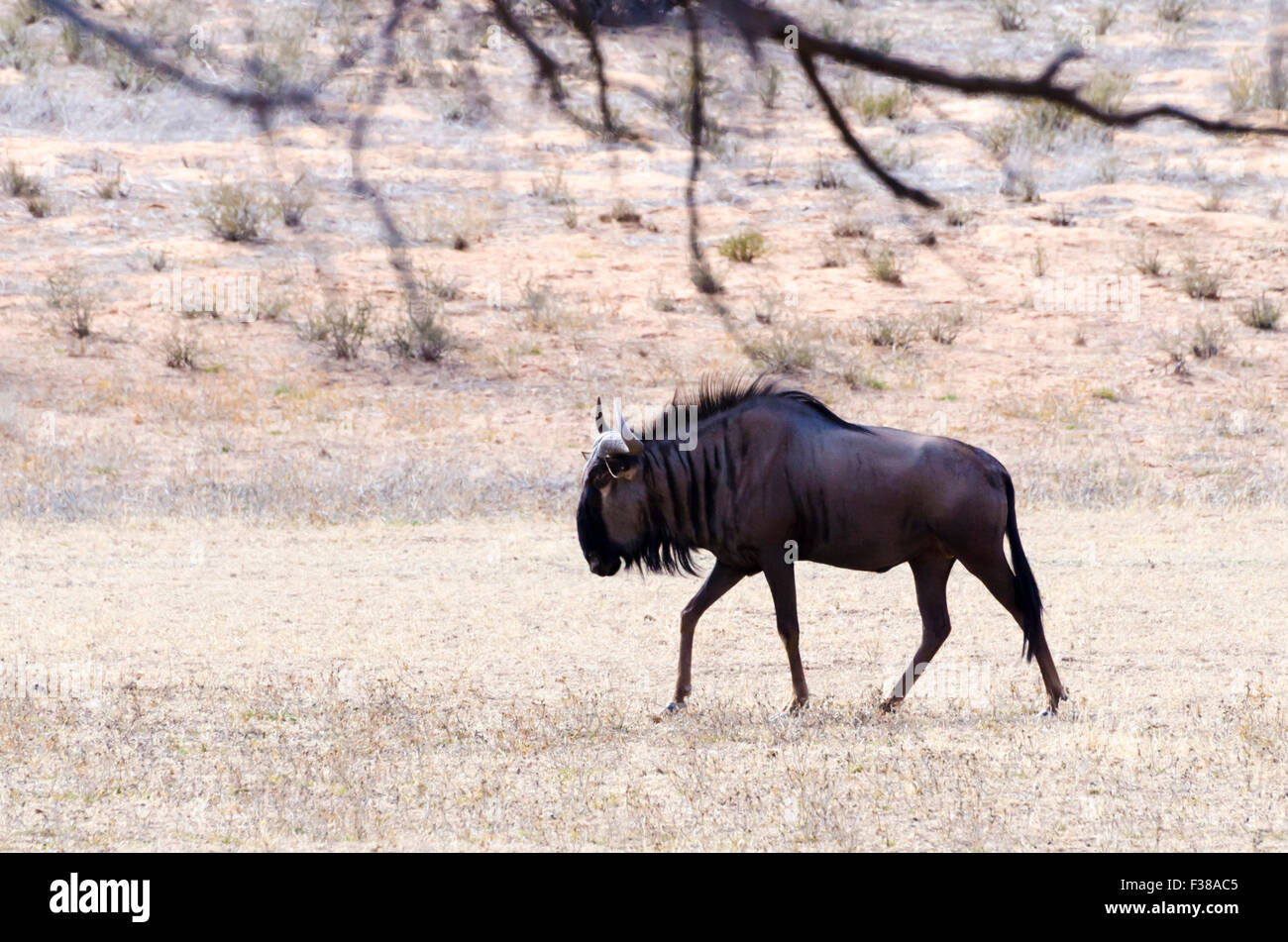 Blouwildebees hi-res stock photography and images - Alamy