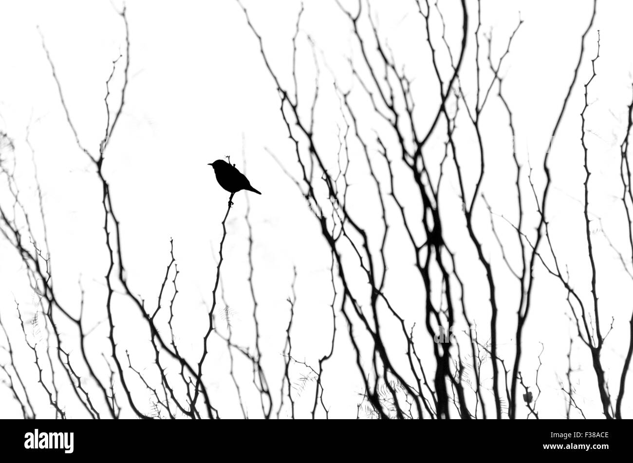 Small bird silhouette hi-res stock photography and images - Alamy