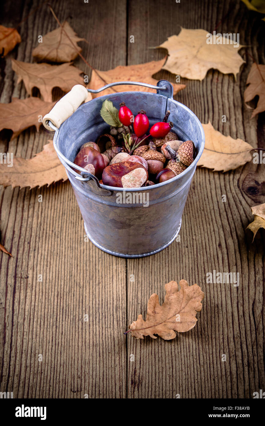 Acorn background design hi-res stock photography and images - Alamy