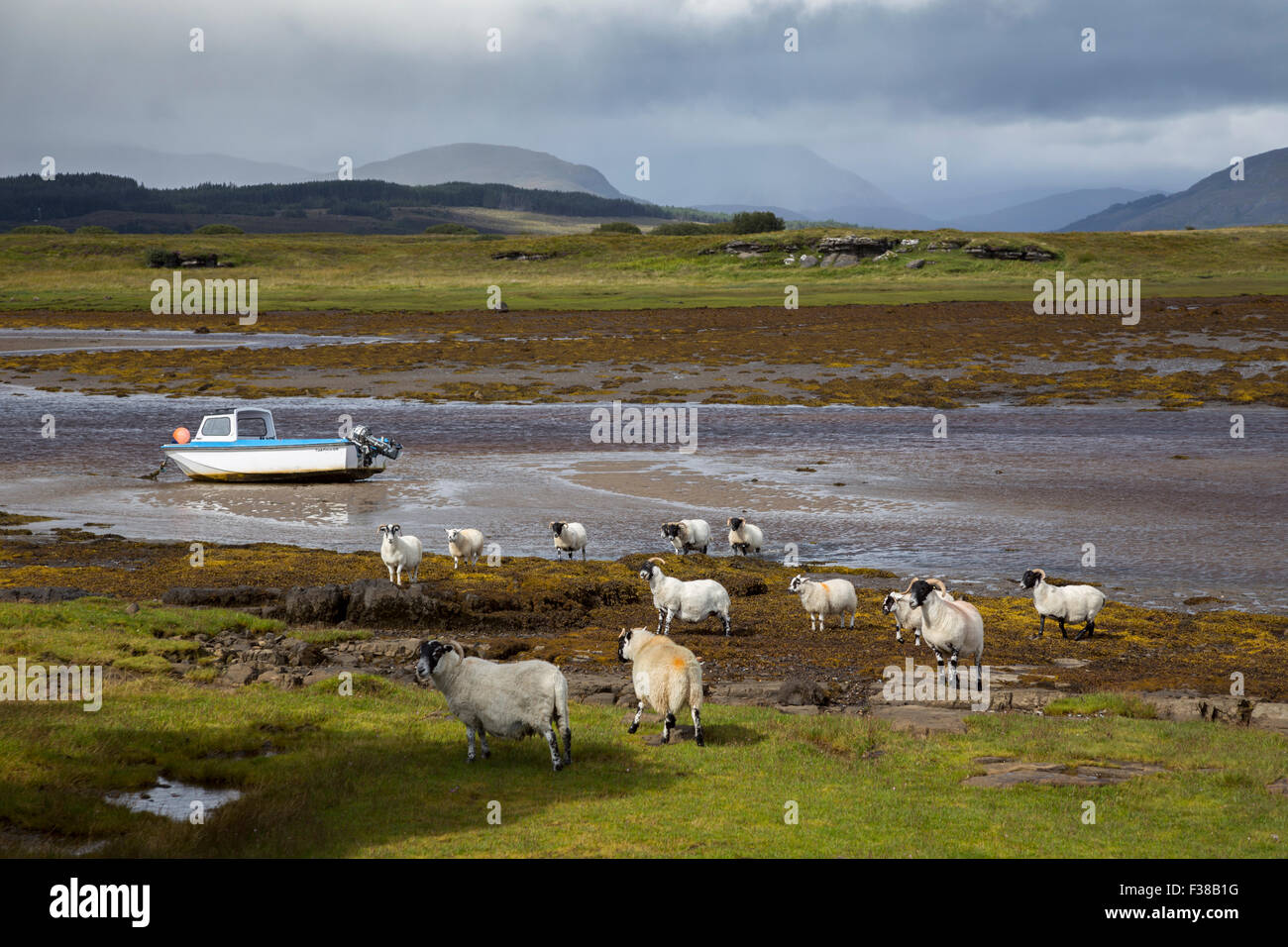Sheep on the sea shore, Isle of Skye Stock Photo - Alamy