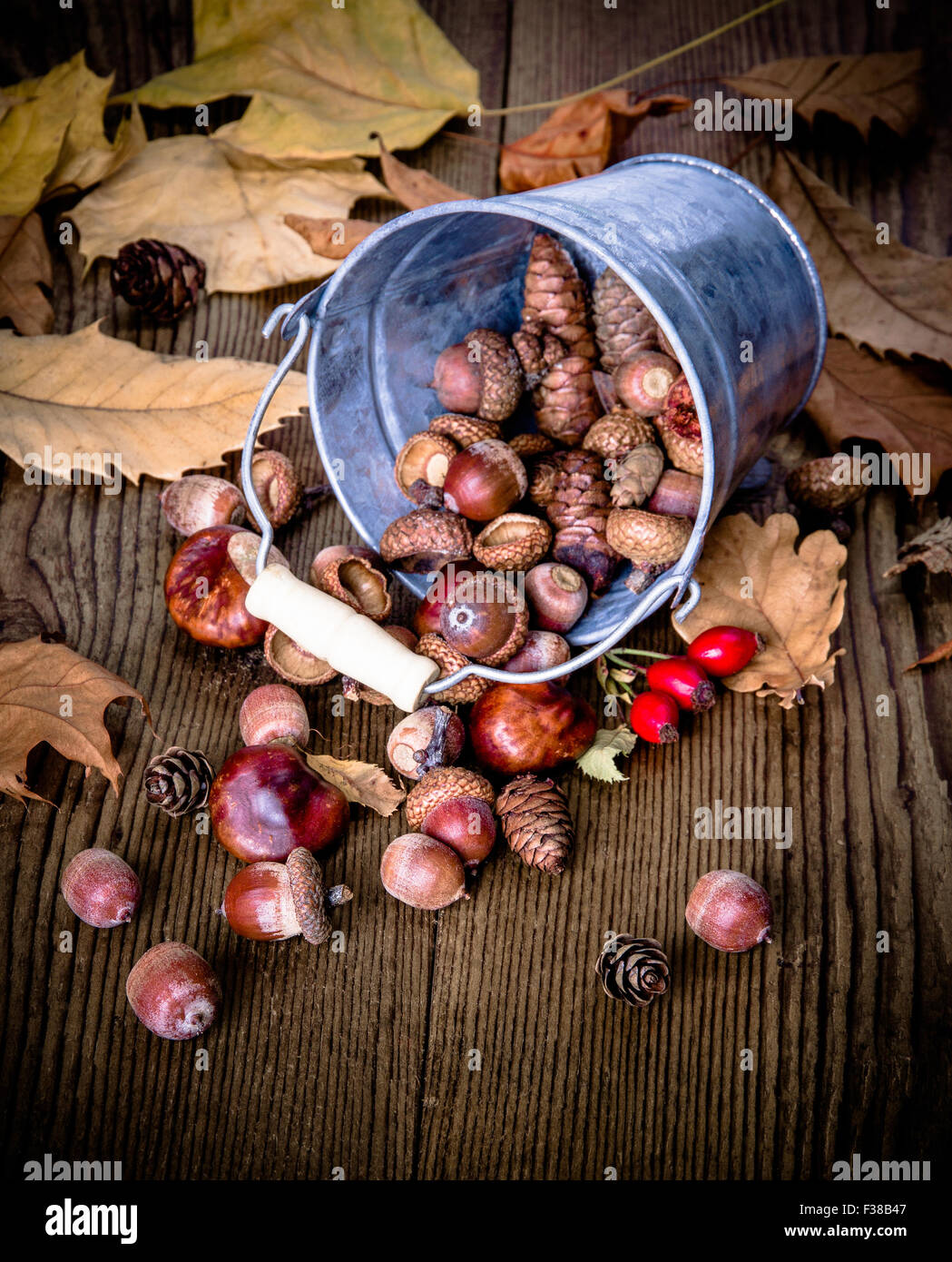 Acorn background design hi-res stock photography and images - Alamy