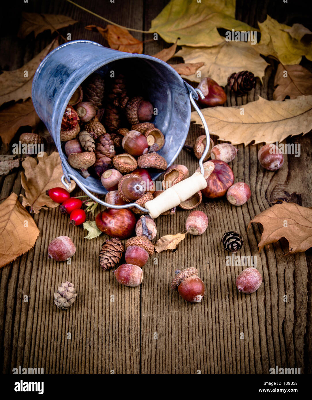 Acorn background design hi-res stock photography and images - Alamy