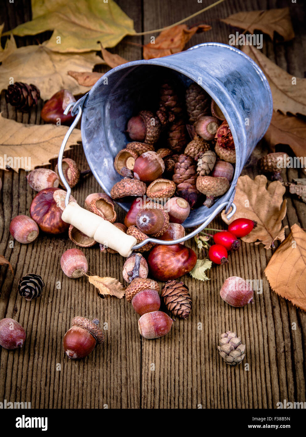 Acorn background design hi-res stock photography and images - Alamy