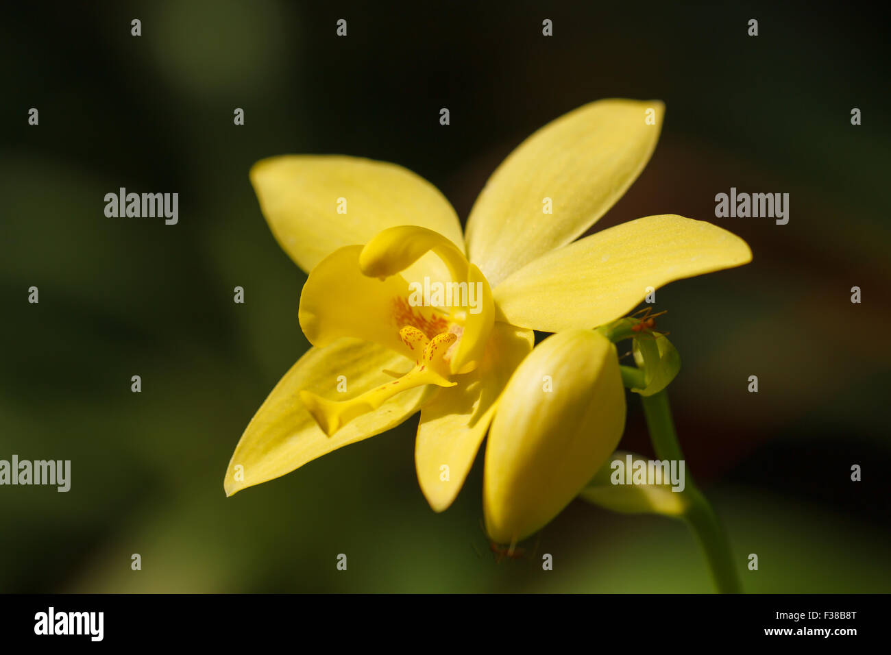 Yellow orchid in Garden Stock Photo - Alamy