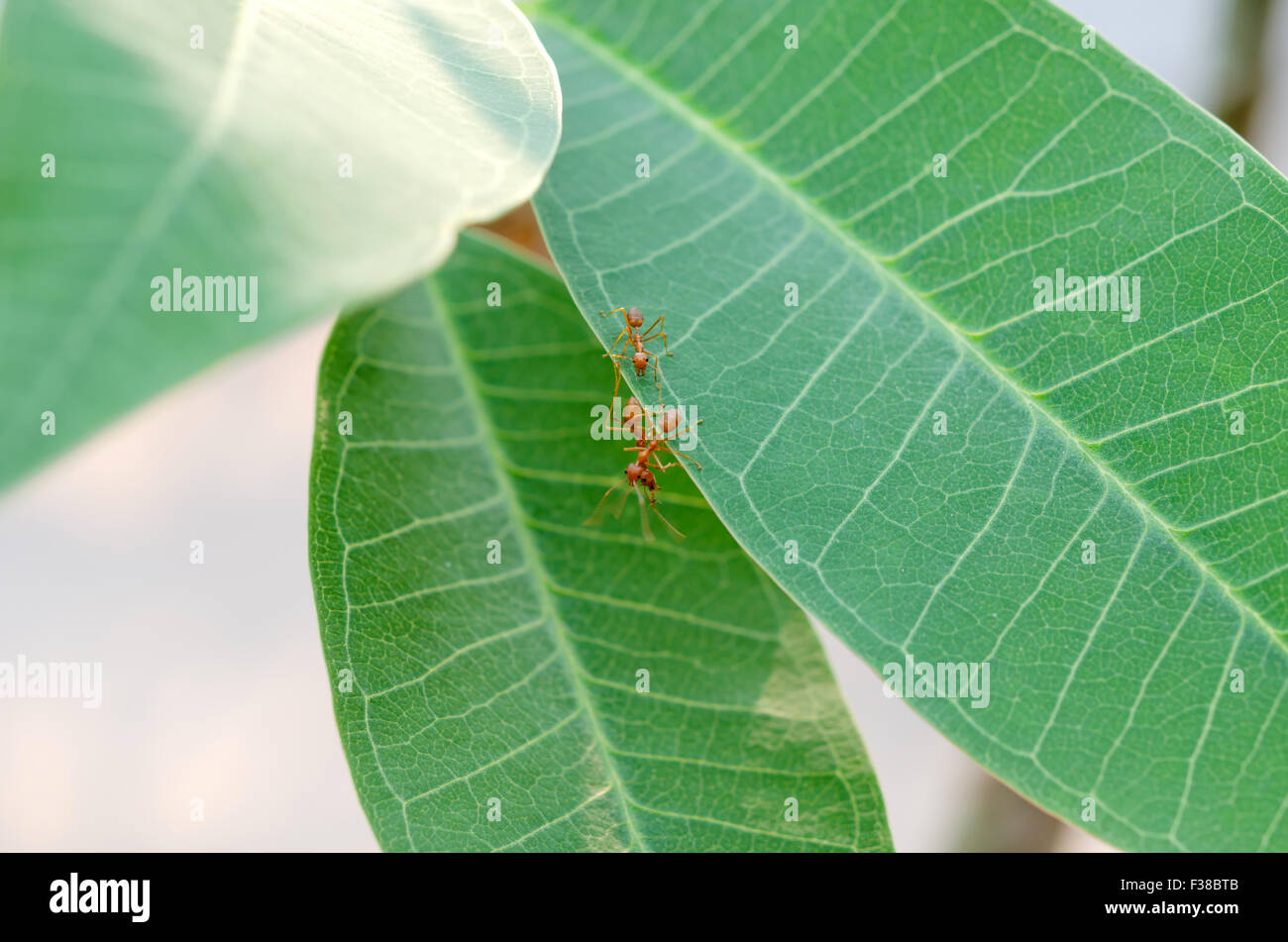 Ant leaf carry hi-res stock photography and images - Alamy