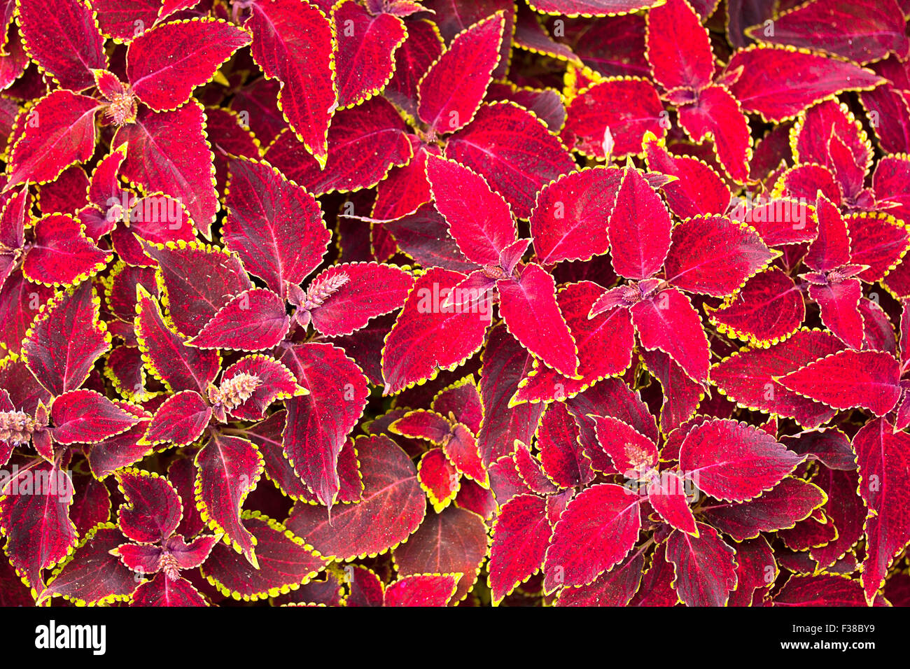 red coleus plant close up for background Stock Photo - Alamy