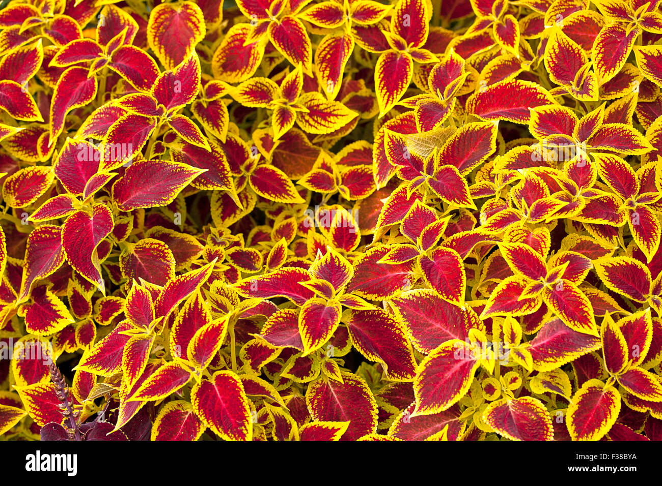 red coleus plant close up for background Stock Photo - Alamy