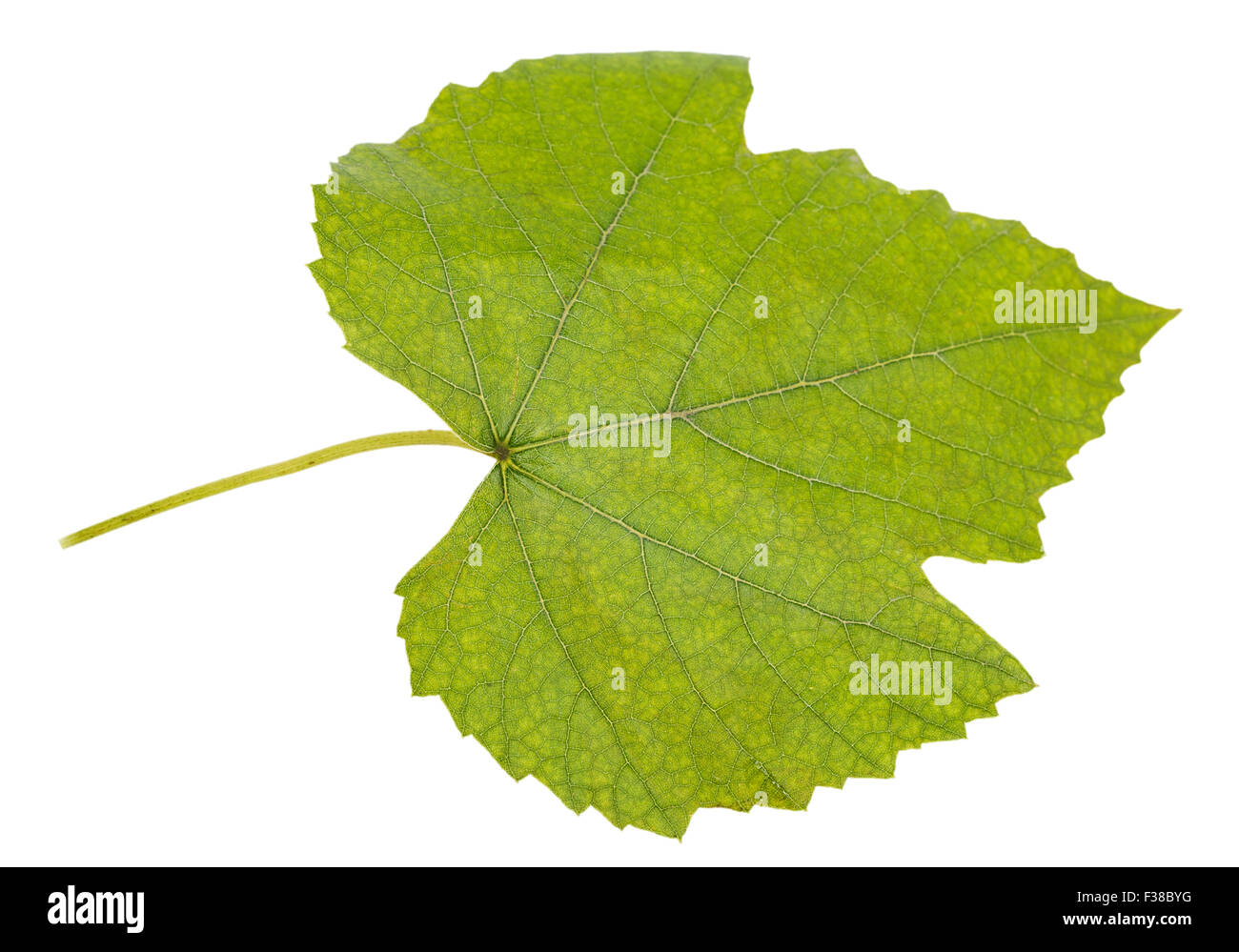 Green grape leaf isolated on white background Stock Photo - Alamy