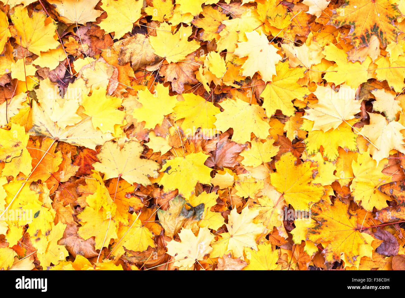background of yellow leaves Stock Photo - Alamy