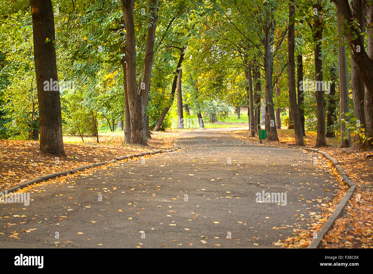 Country road running through tree alley Stock Photo - Alamy