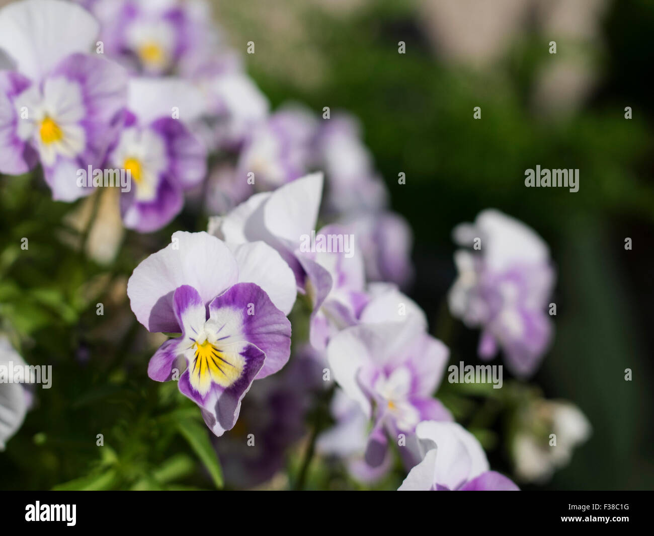 Viola flowers hi-res stock photography and images - Alamy