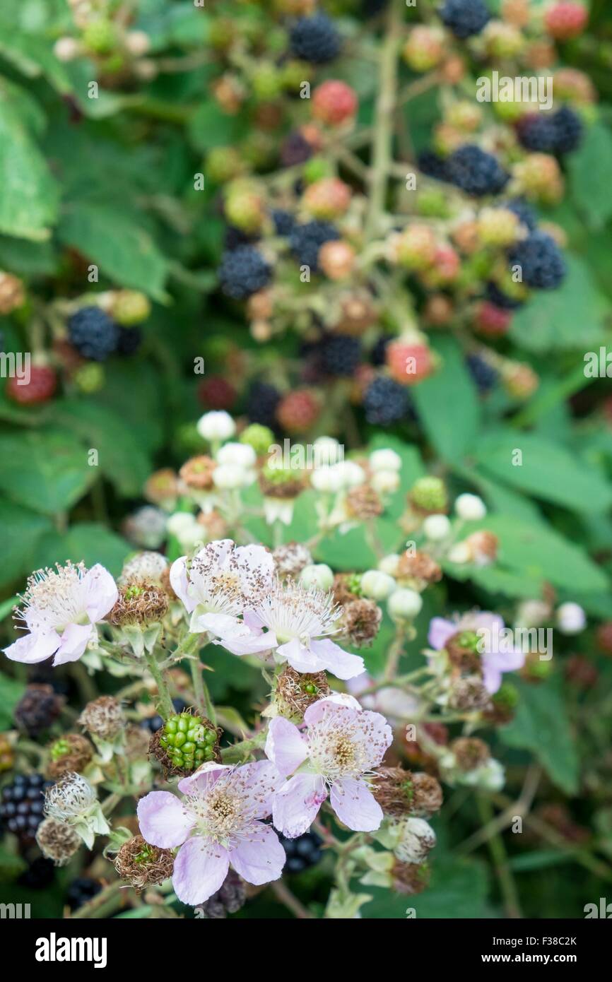 Common Bramble - Rubus fruticosus, showing flowers with fruit in ...