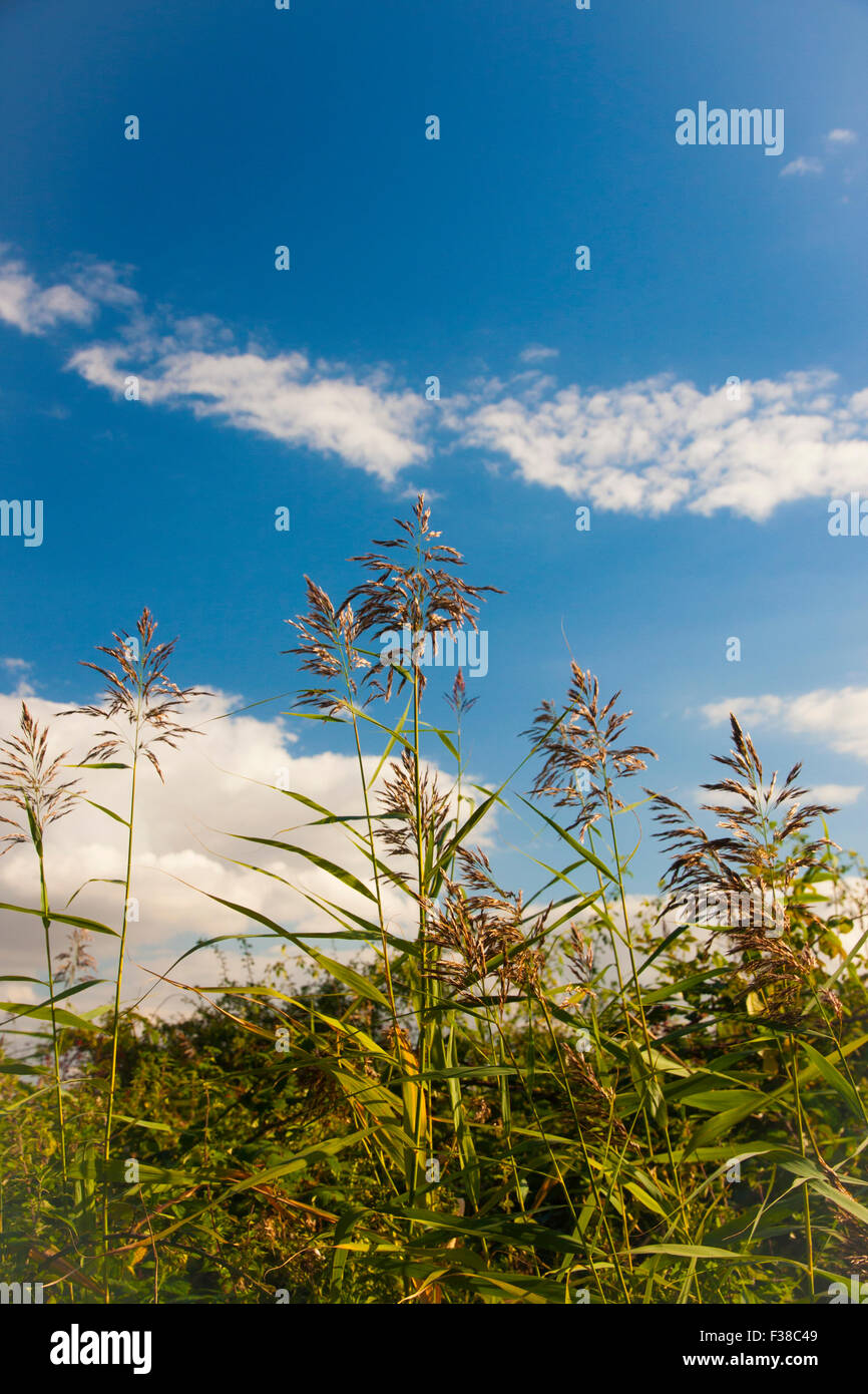View common reed phragmites hi-res stock photography and images - Alamy