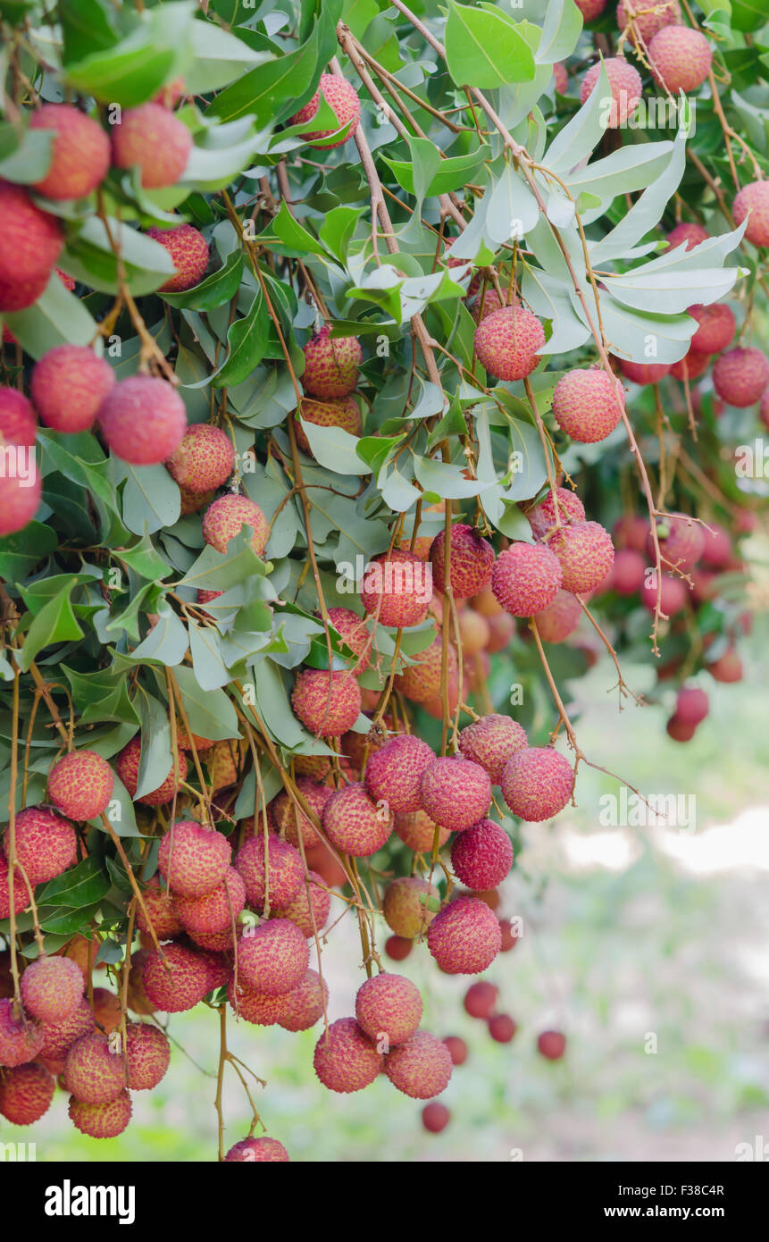 fresh lychee on tree in lychee orchard Stock Photo - Alamy