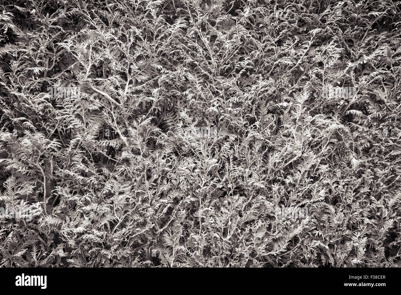 plant texture, pattern for backgrounds Stock Photo - Alamy