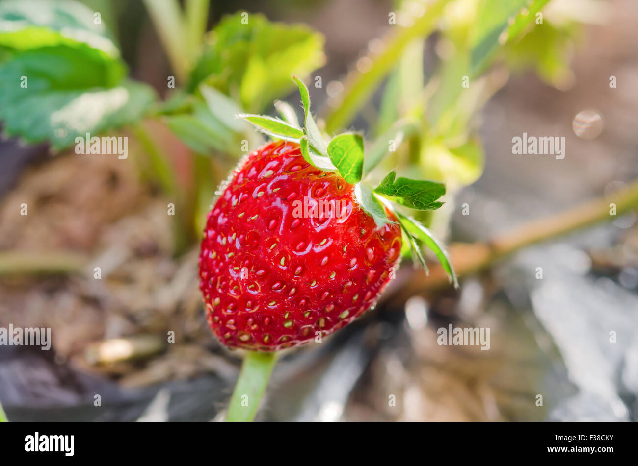 fresh Strawberry plants already ripe to harvest Stock Photo - Alamy