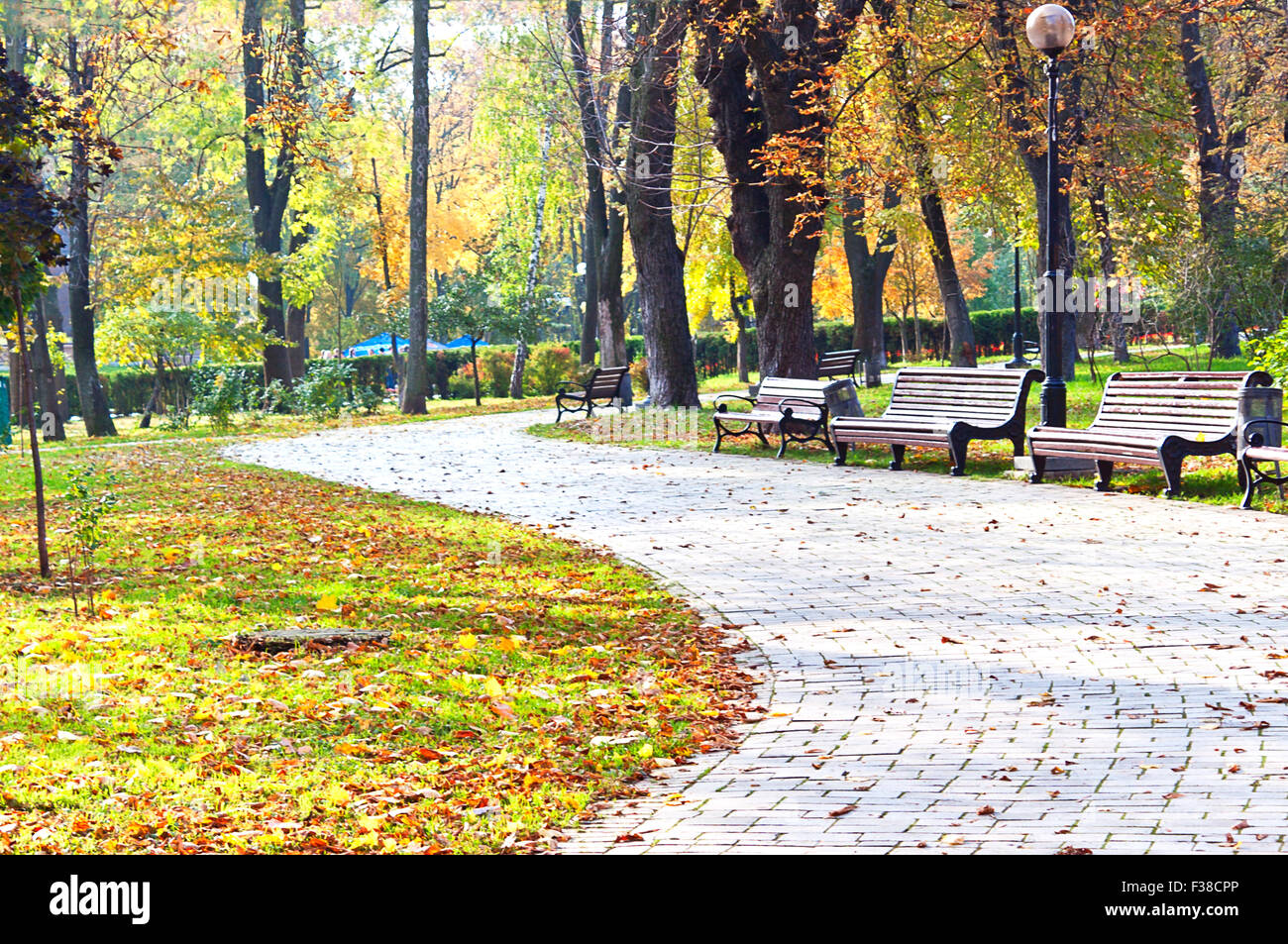 Sunbeams through trees row hi-res stock photography and images - Alamy