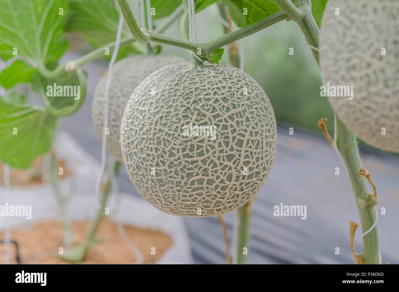 Watermelon garden hi-res stock photography and images - Alamy