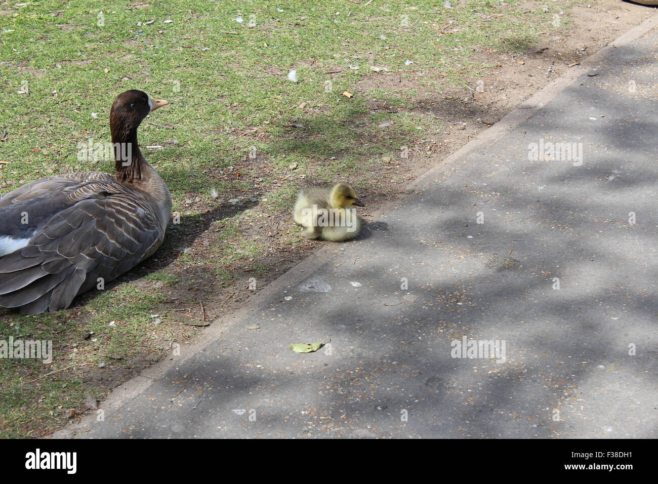 Duck watching over duckling Stock Photo - Alamy