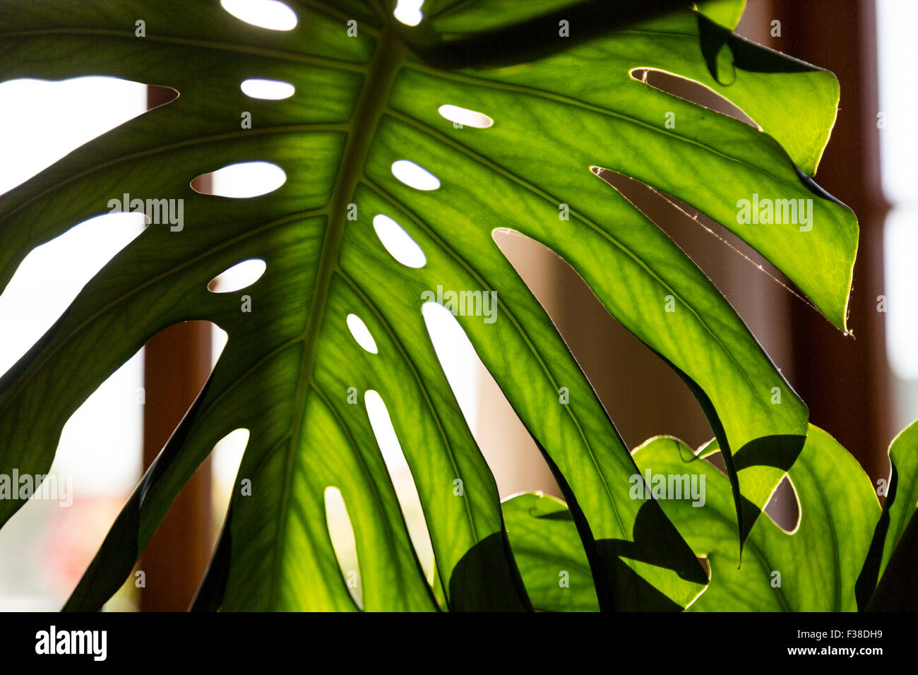 Closeup shot palm leaf hi-res stock photography and images - Alamy